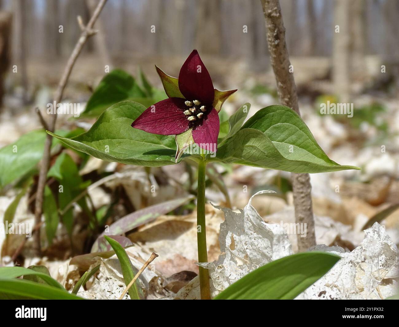 red trillium (Trillium erectum) Plantae Stock Photo - Alamy
