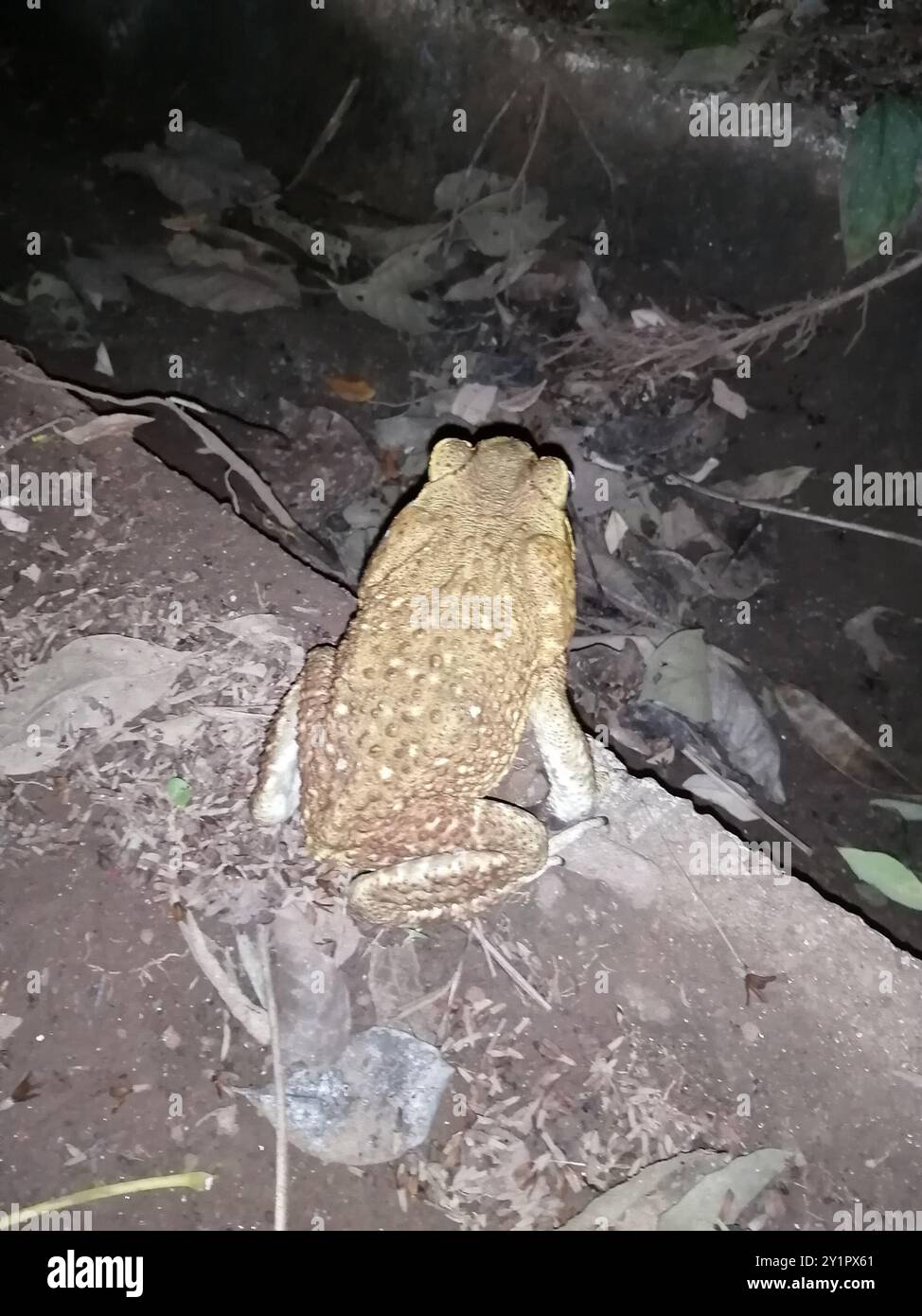 Giant Toad (Rhinella horribilis) Amphibia Stock Photo - Alamy