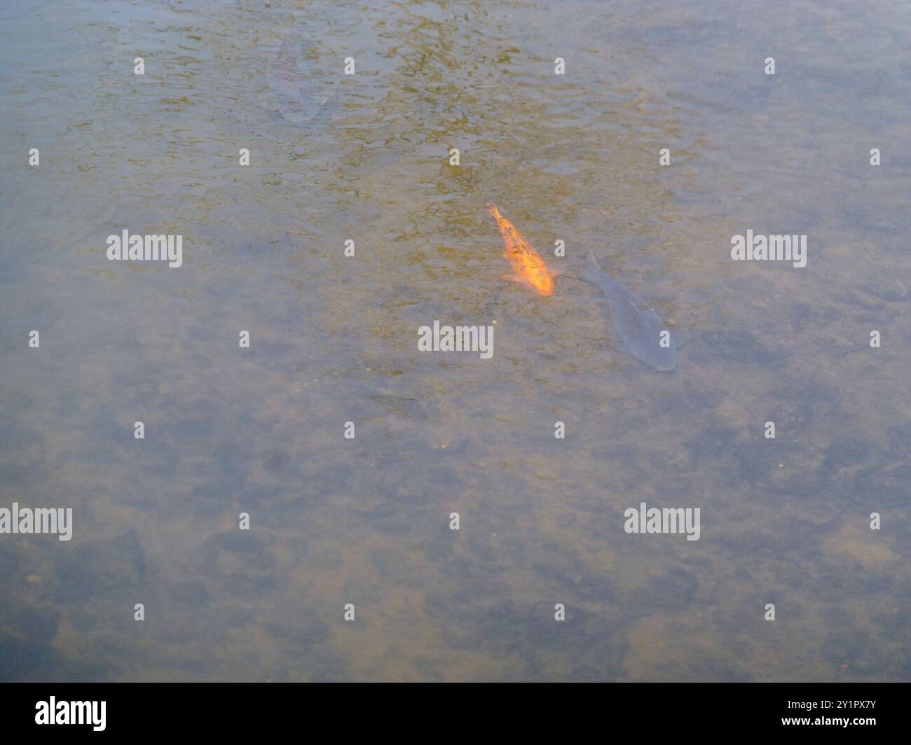 Amur Carp (Cyprinus rubrofuscus) Actinopterygii Stock Photo - Alamy