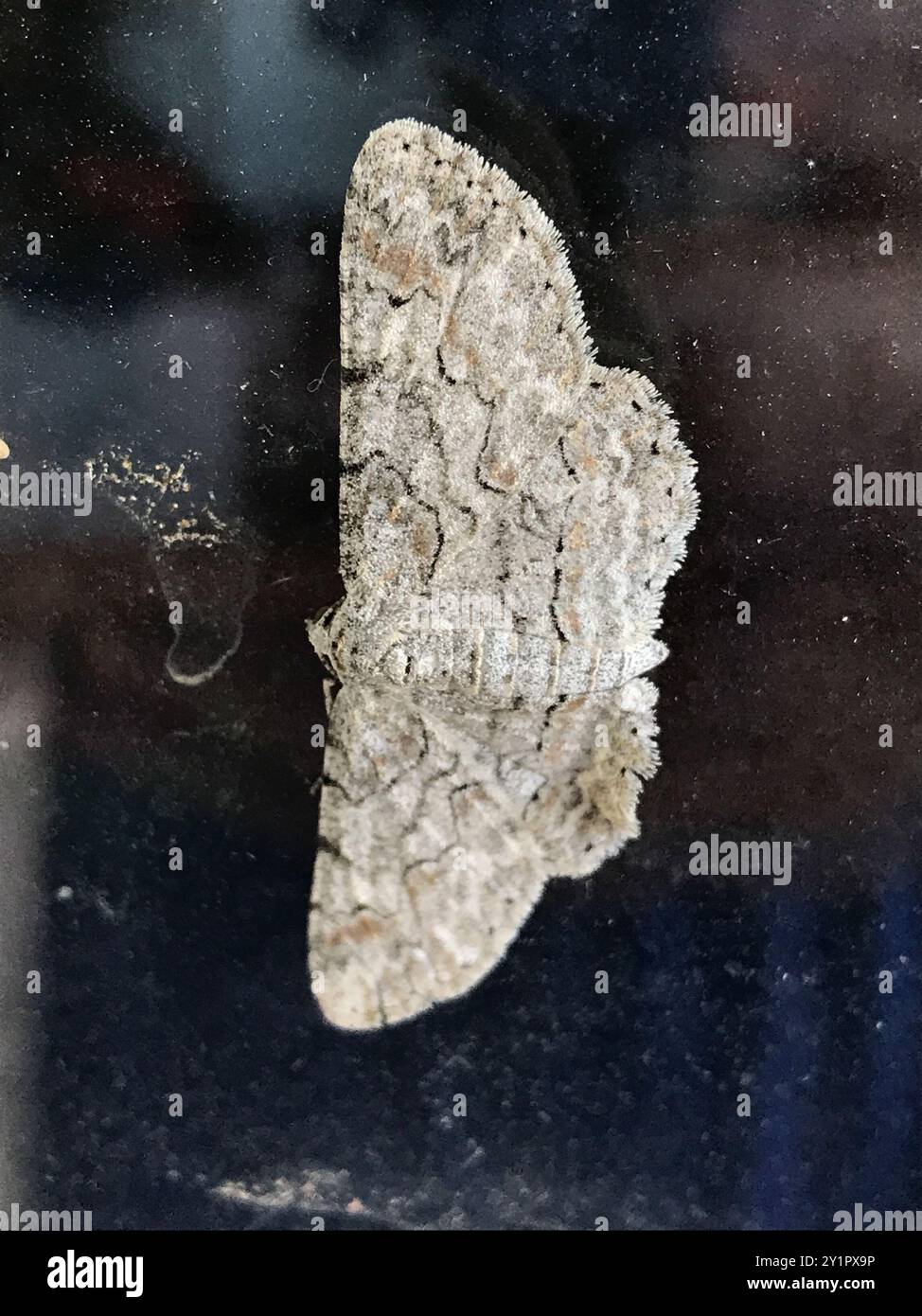 Brown-shaded Gray (Iridopsis defectaria) Insecta Stock Photo - Alamy