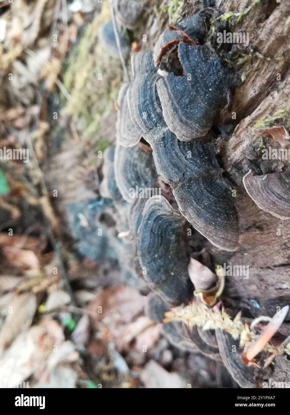 Oak curtain crust fungus hi-res stock photography and images - Alamy
