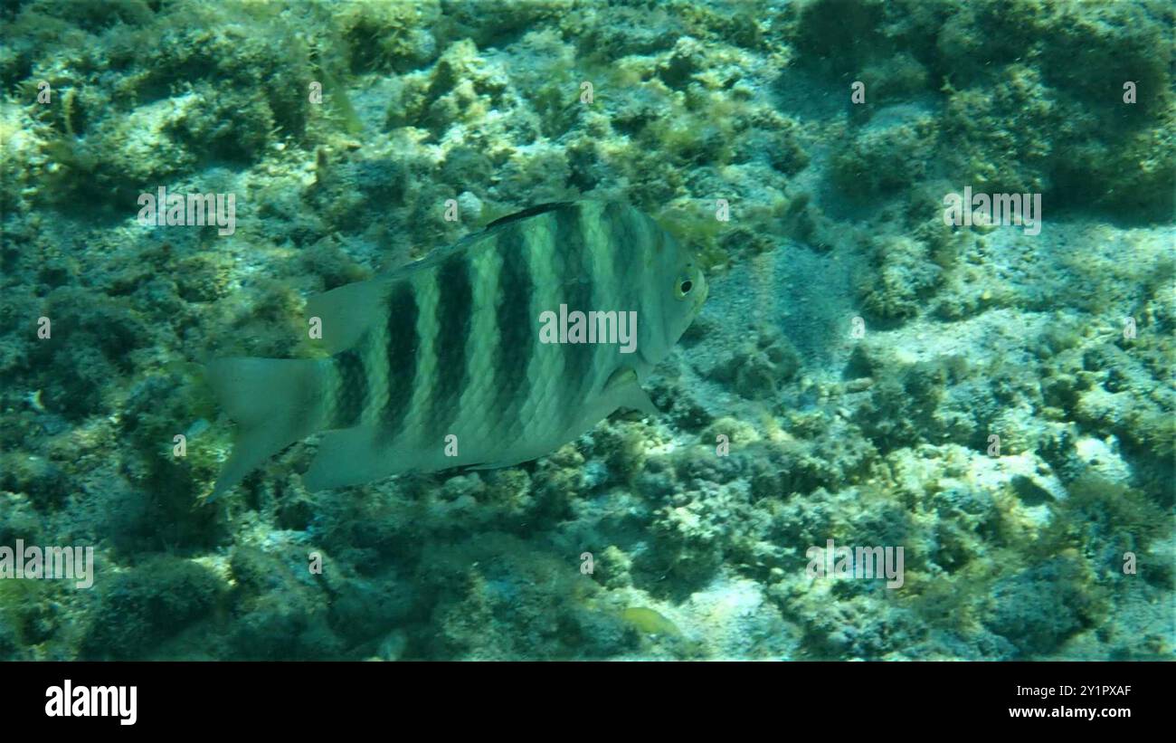 Banded Sergeant (Abudefduf septemfasciatus) Actinopterygii Stock Photo ...