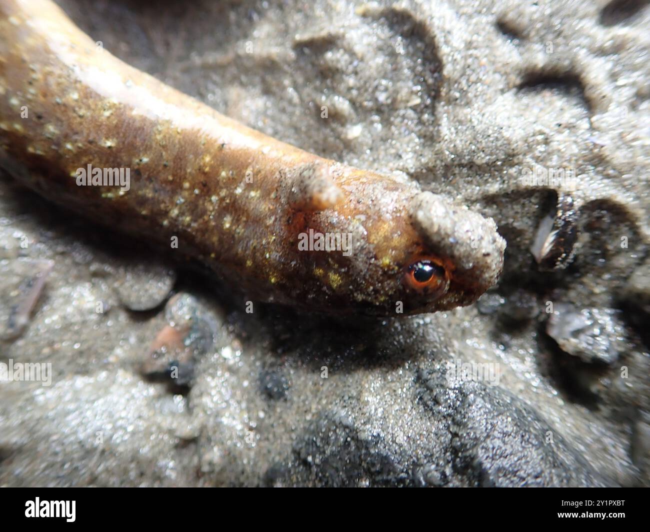 Rock Gunnel (Pholis gunnellus) Actinopterygii Stock Photo - Alamy