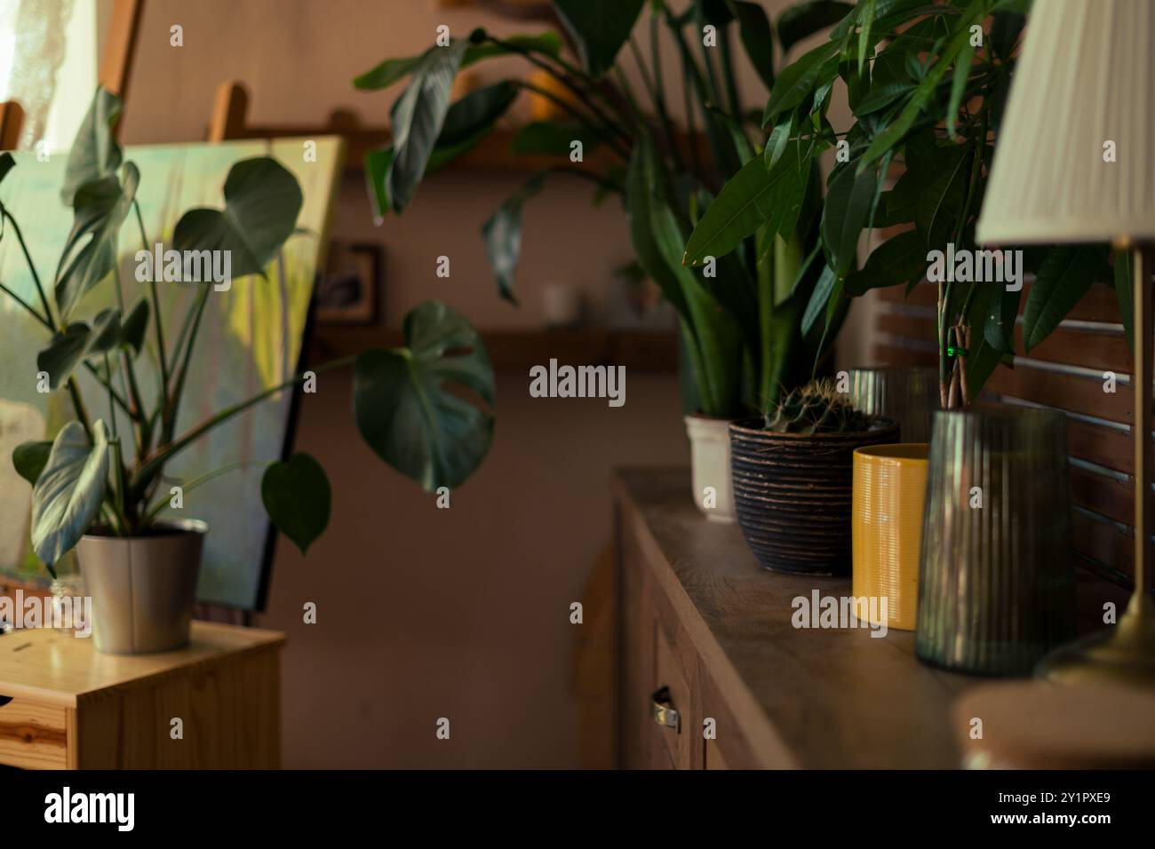 Collection of various tropical houseplants displayed in livingroom ...