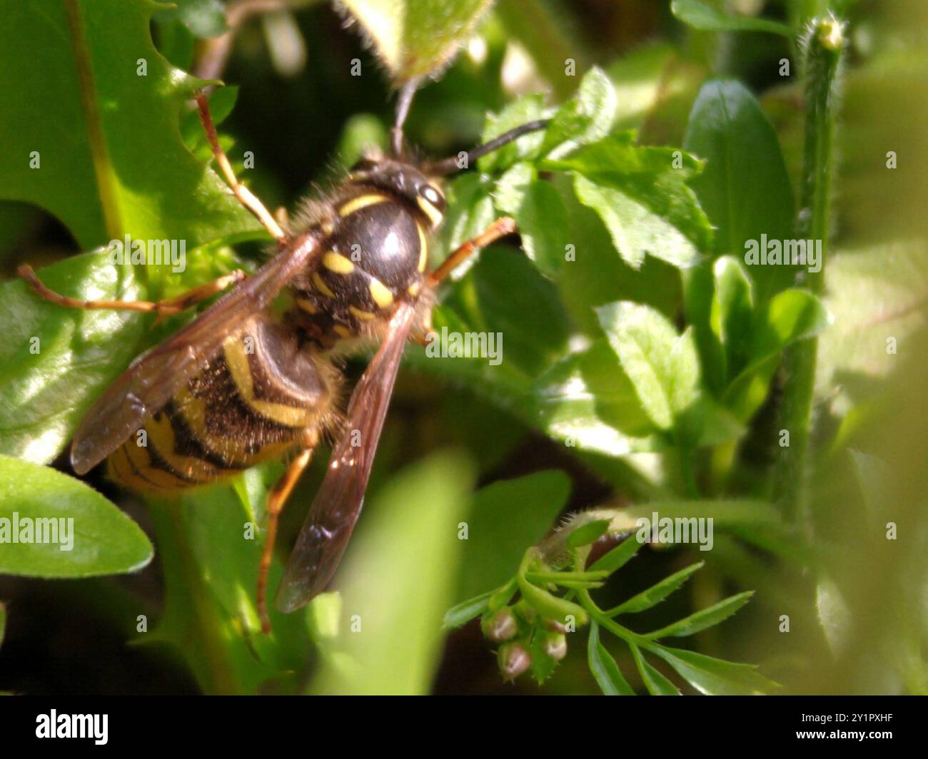 Hornets and Yellowjackets (Vespinae) Insecta Stock Photo - Alamy