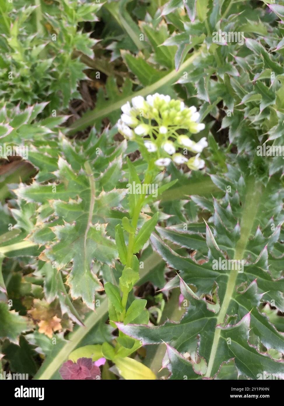 garlic penny-cress (Mummenhoffia alliacea) Plantae Stock Photo - Alamy