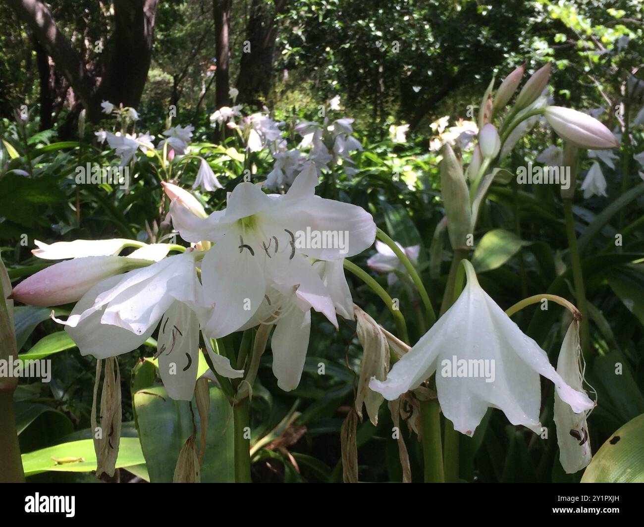 Natal Swamplily (Crinum moorei) Plantae Stock Photo - Alamy