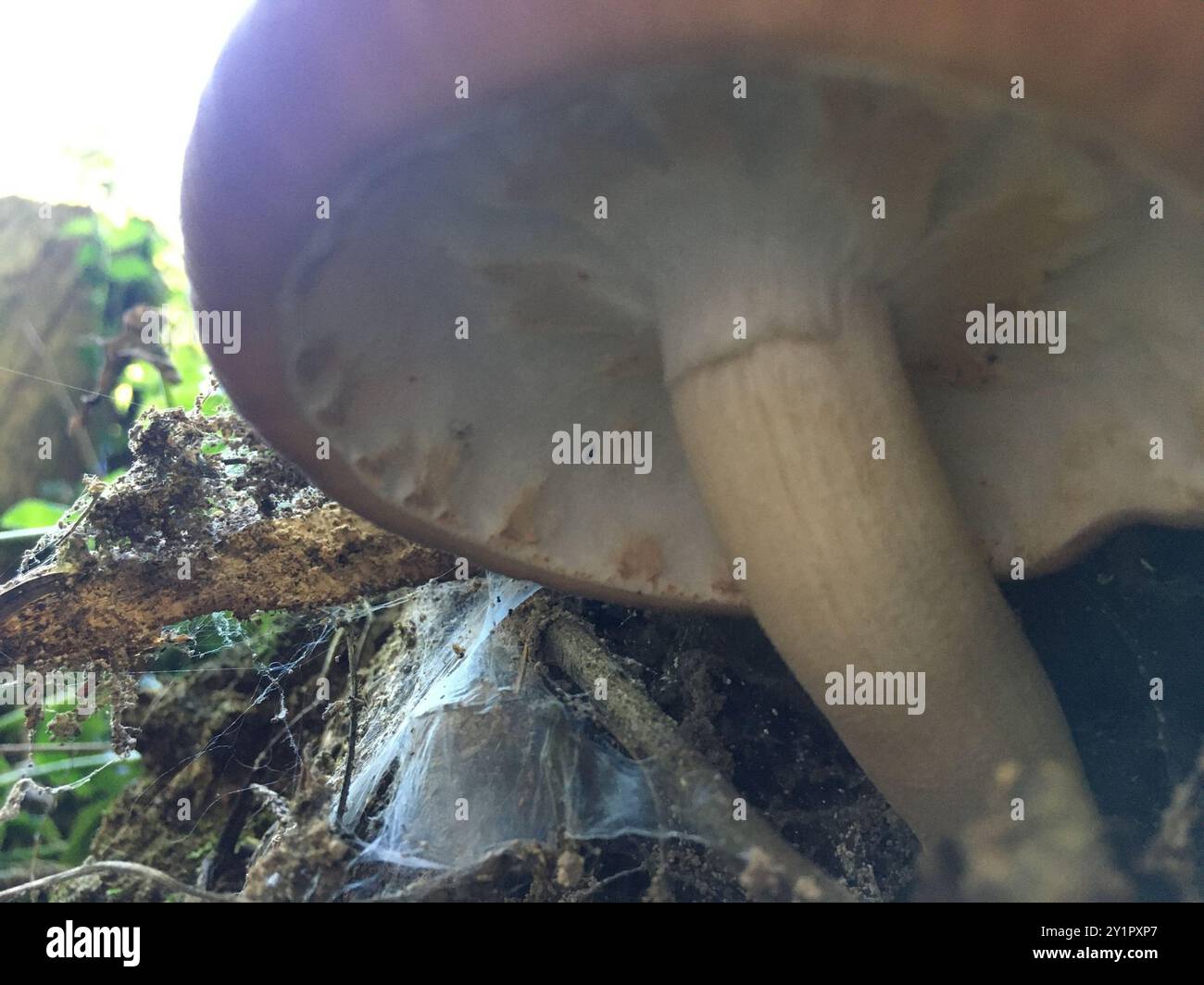 Tawaka (Cyclocybe parasitica) Fungi Stock Photo - Alamy
