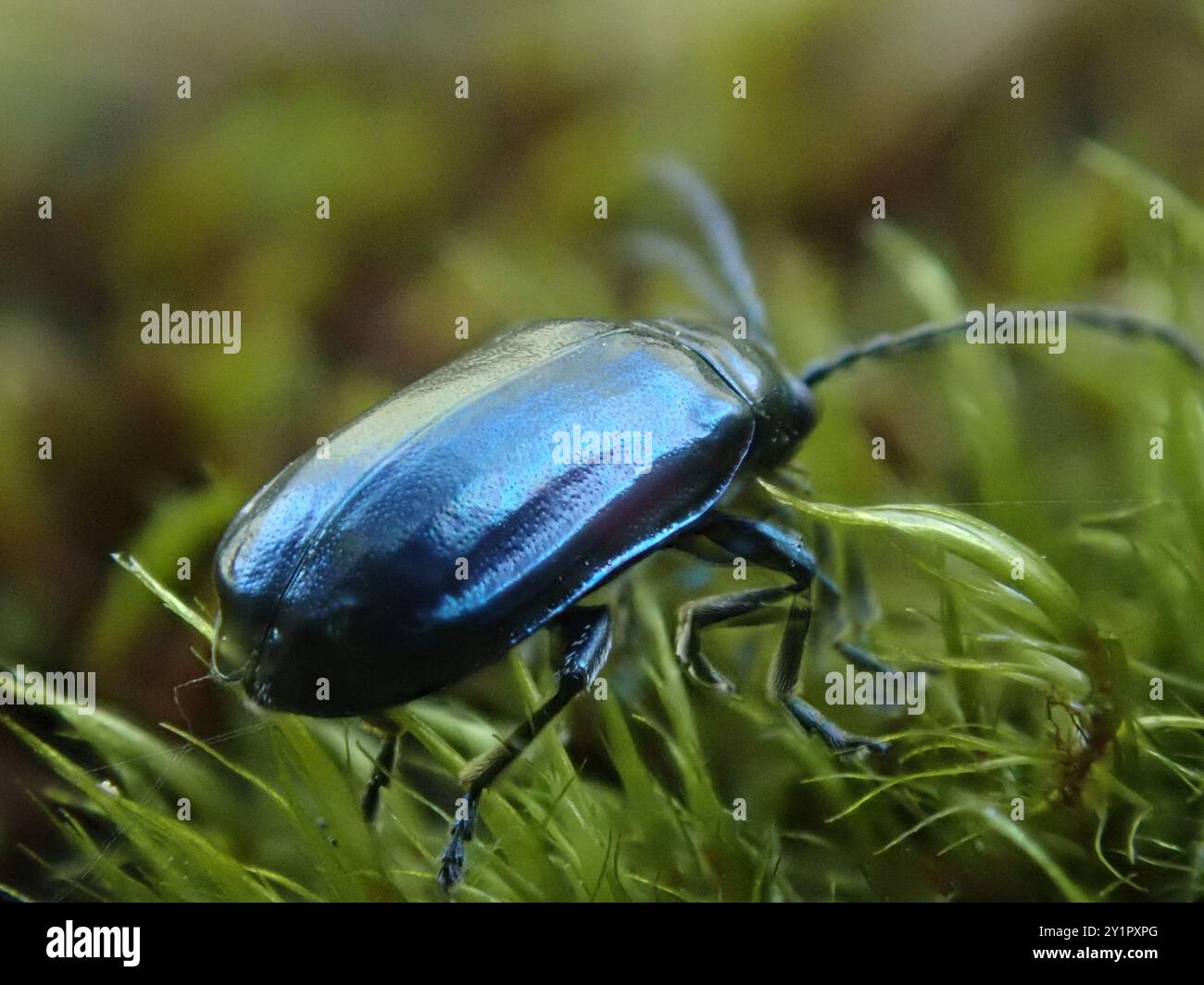 (Altica bimarginata) Insecta Stock Photo - Alamy