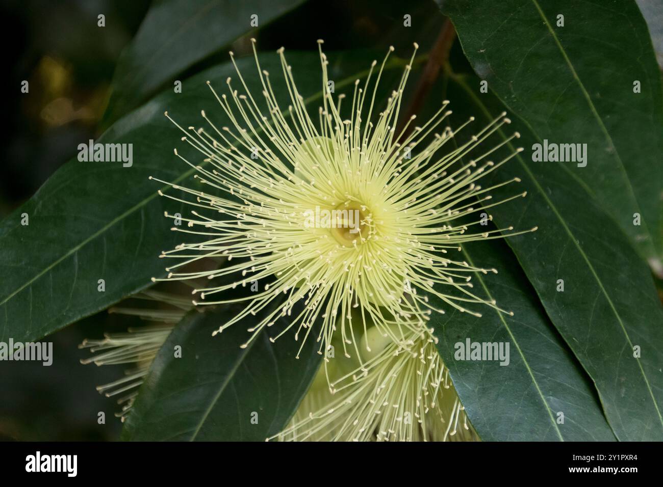 Single cream flower of Australian rose-apple tree, Syzygium jambos, in ...