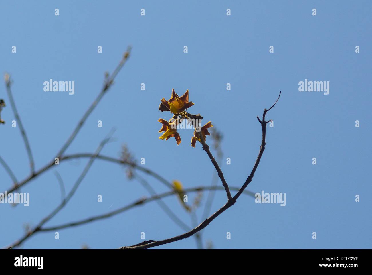 Kashmir tree (Gmelina arborea) Plantae Stock Photo - Alamy