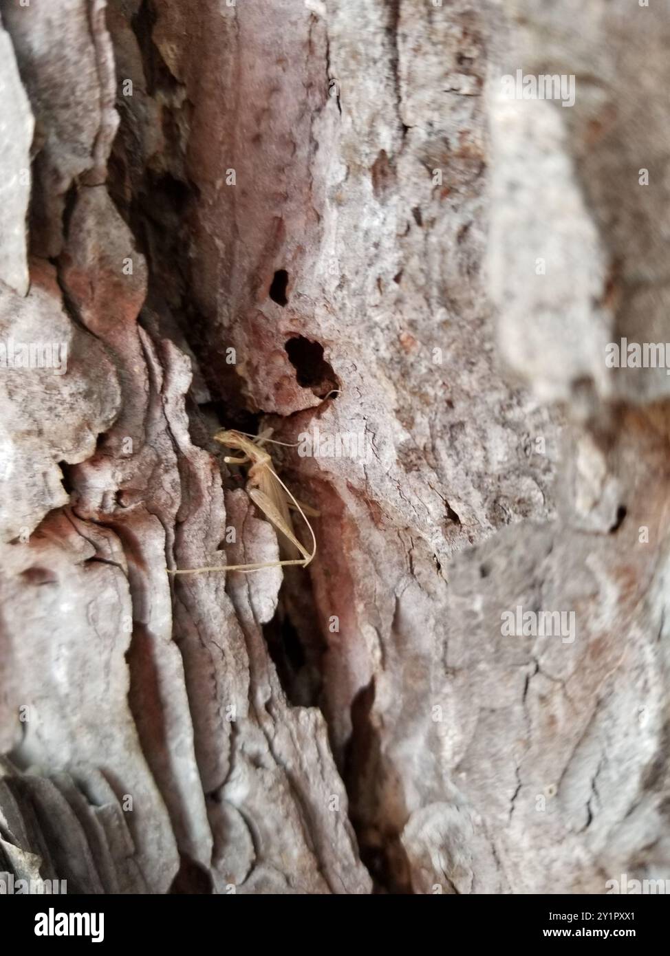 Common Tree Crickets (Oecanthus) Insecta Stock Photo - Alamy