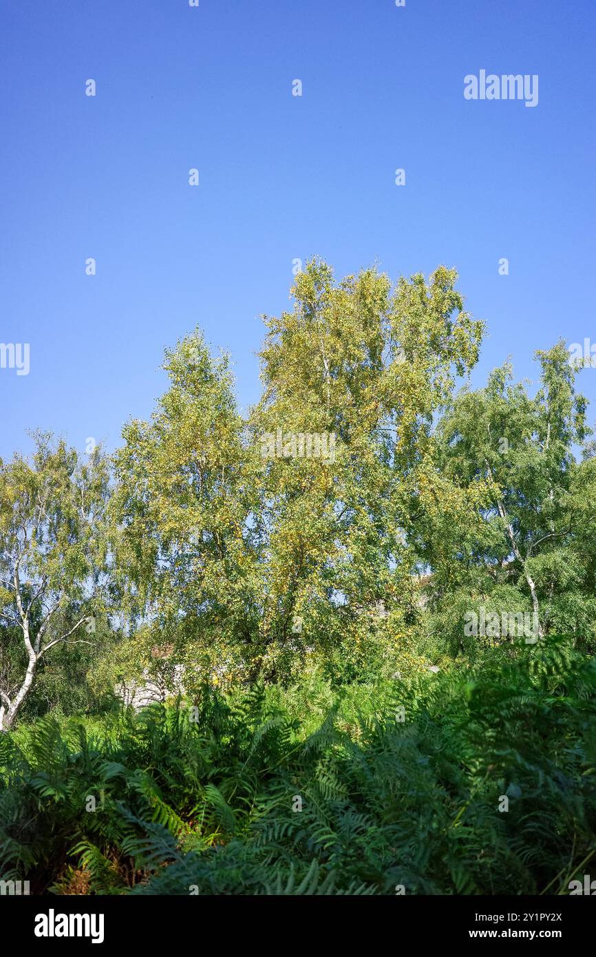 Tall green trees with lush foliage against a clear blue sky. Peak ...