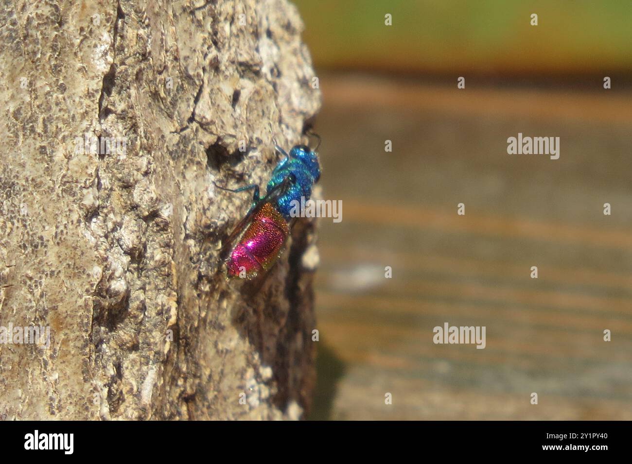 Chrysis terminata hi-res stock photography and images - Alamy