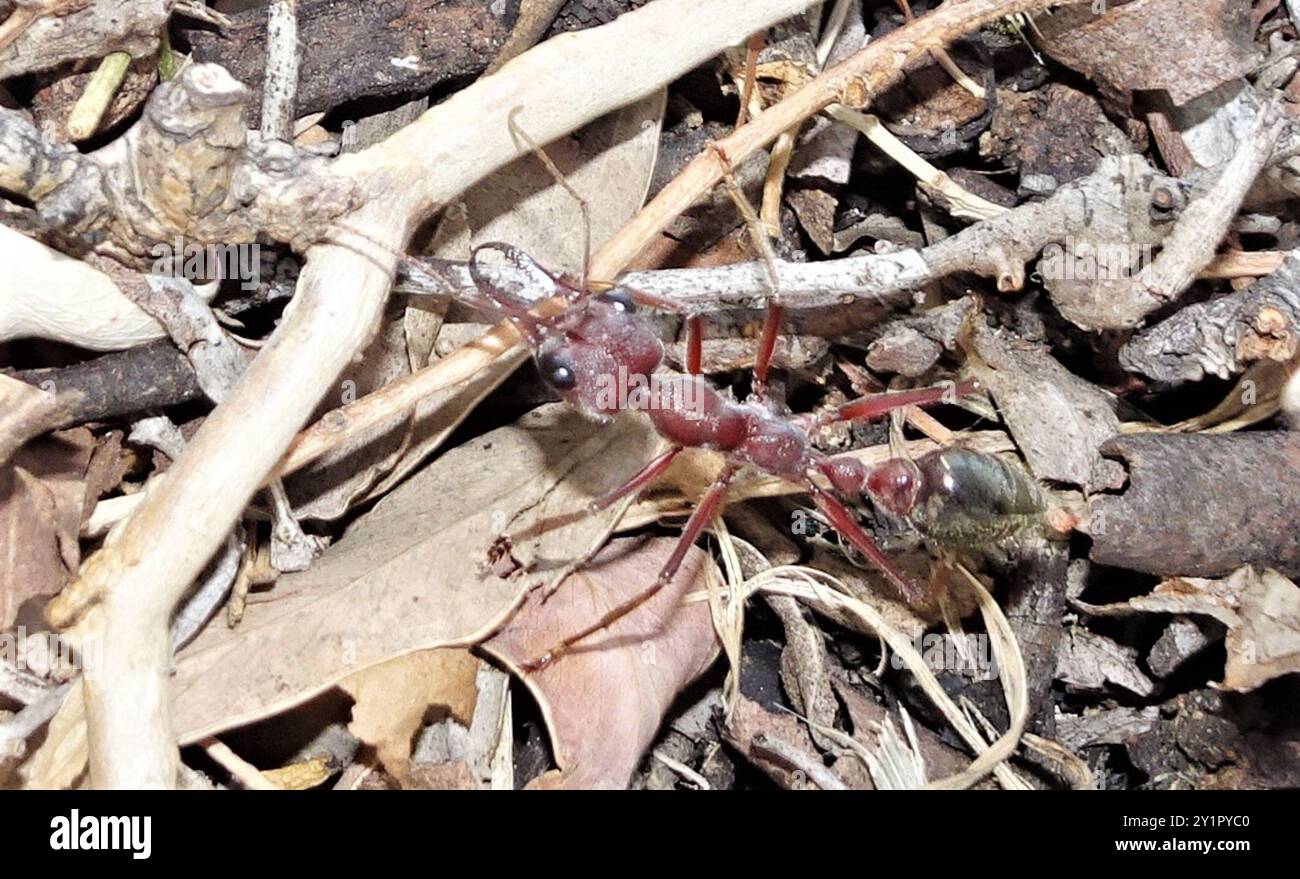 Giant Bulldog Ant (Myrmecia brevinoda) Insecta Stock Photo - Alamy