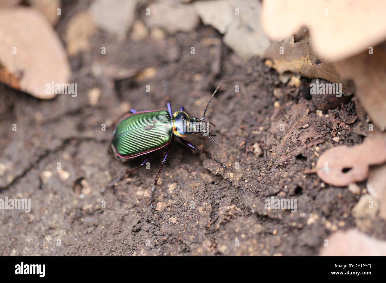 Fiery Searcher (Calosoma scrutator) Insecta Stock Photo - Alamy