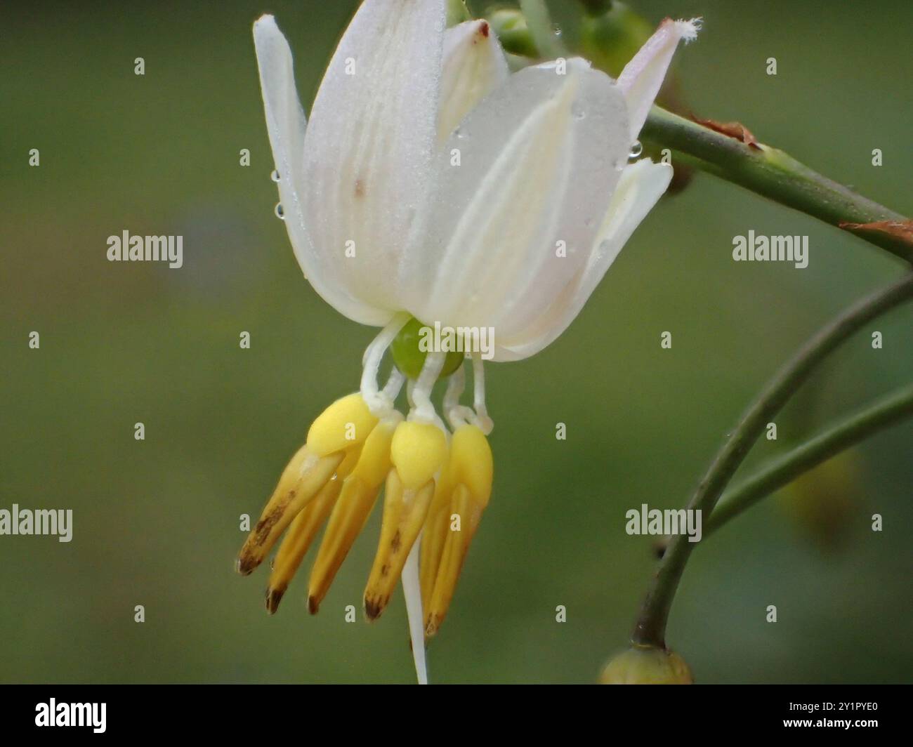 cerulean flax-lily (Dianella ensifolia) Plantae Stock Photo - Alamy
