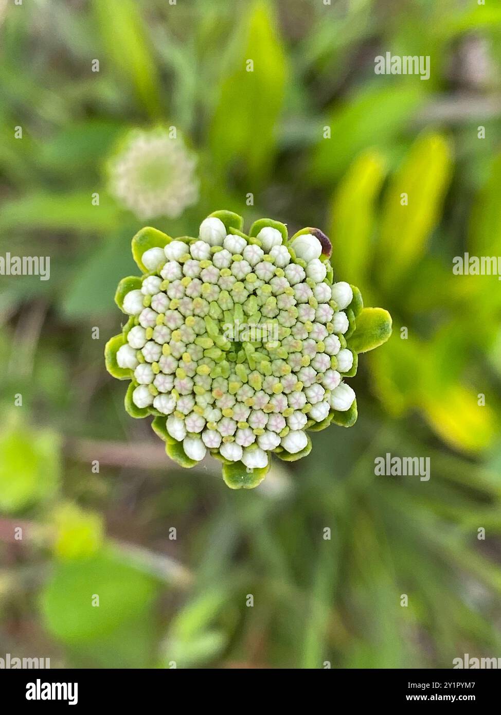 (Marshallia obovata obovata) Plantae Stock Photo - Alamy