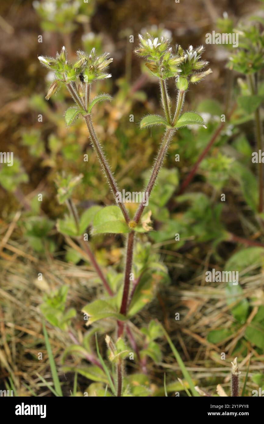 Sticky mouse-ear chickweed (Cerastium glomeratum) Plantae Stock Photo ...