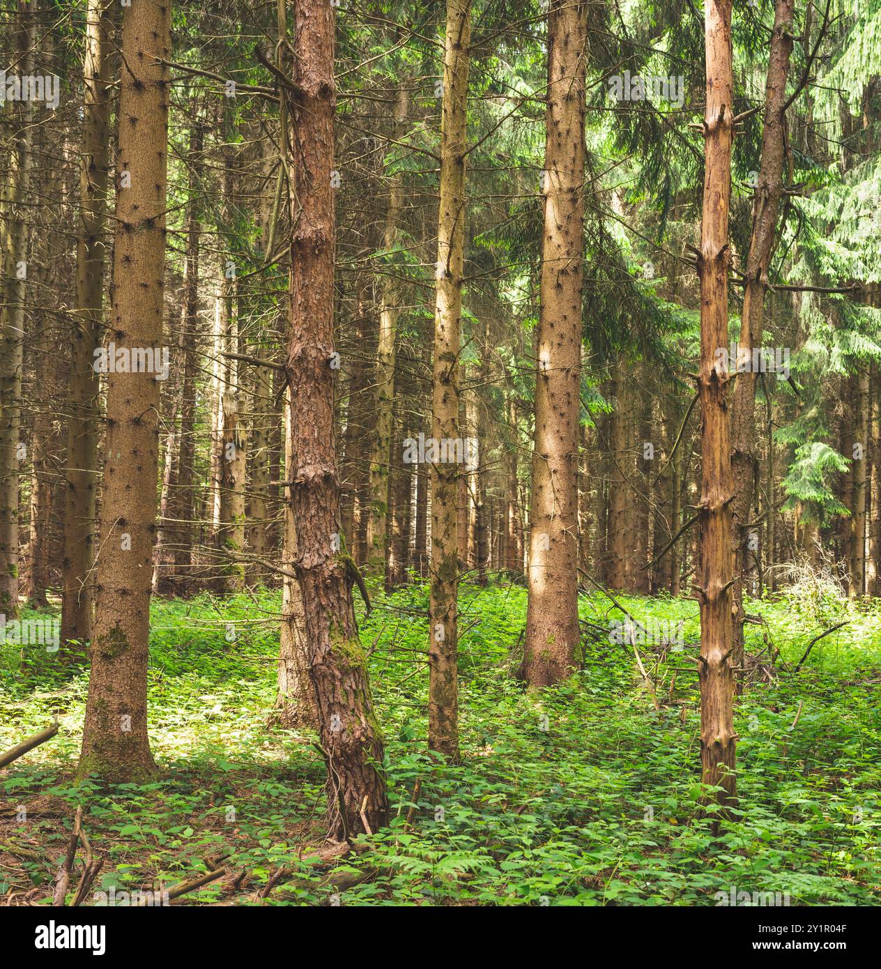 View on wild and untouched mountain pine forest on early summer morning ...