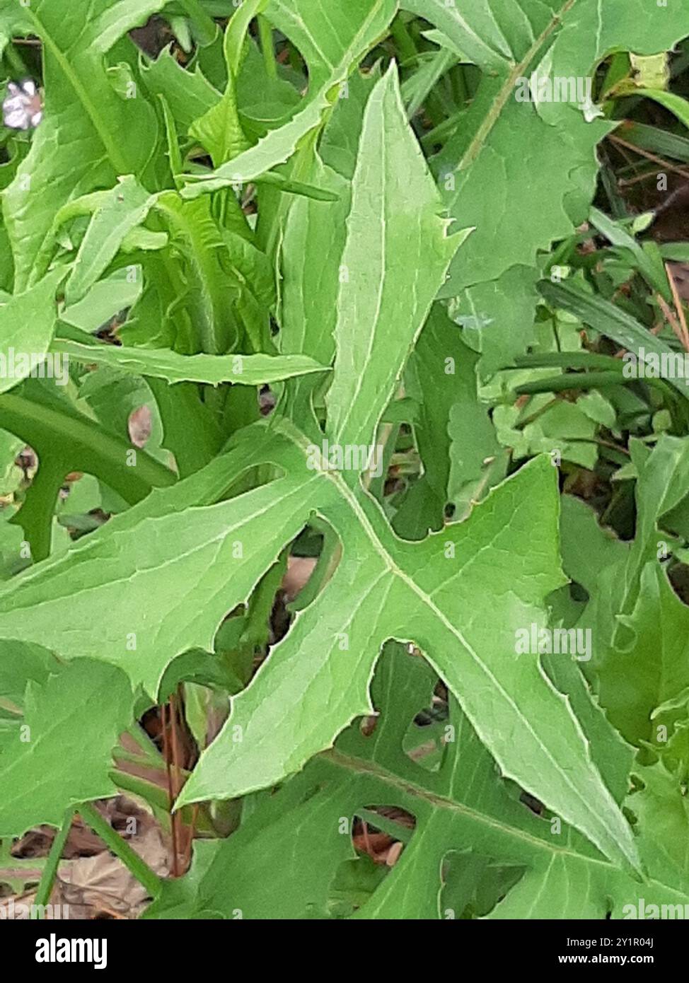 tall blue lettuce (Lactuca biennis) Plantae Stock Photo - Alamy