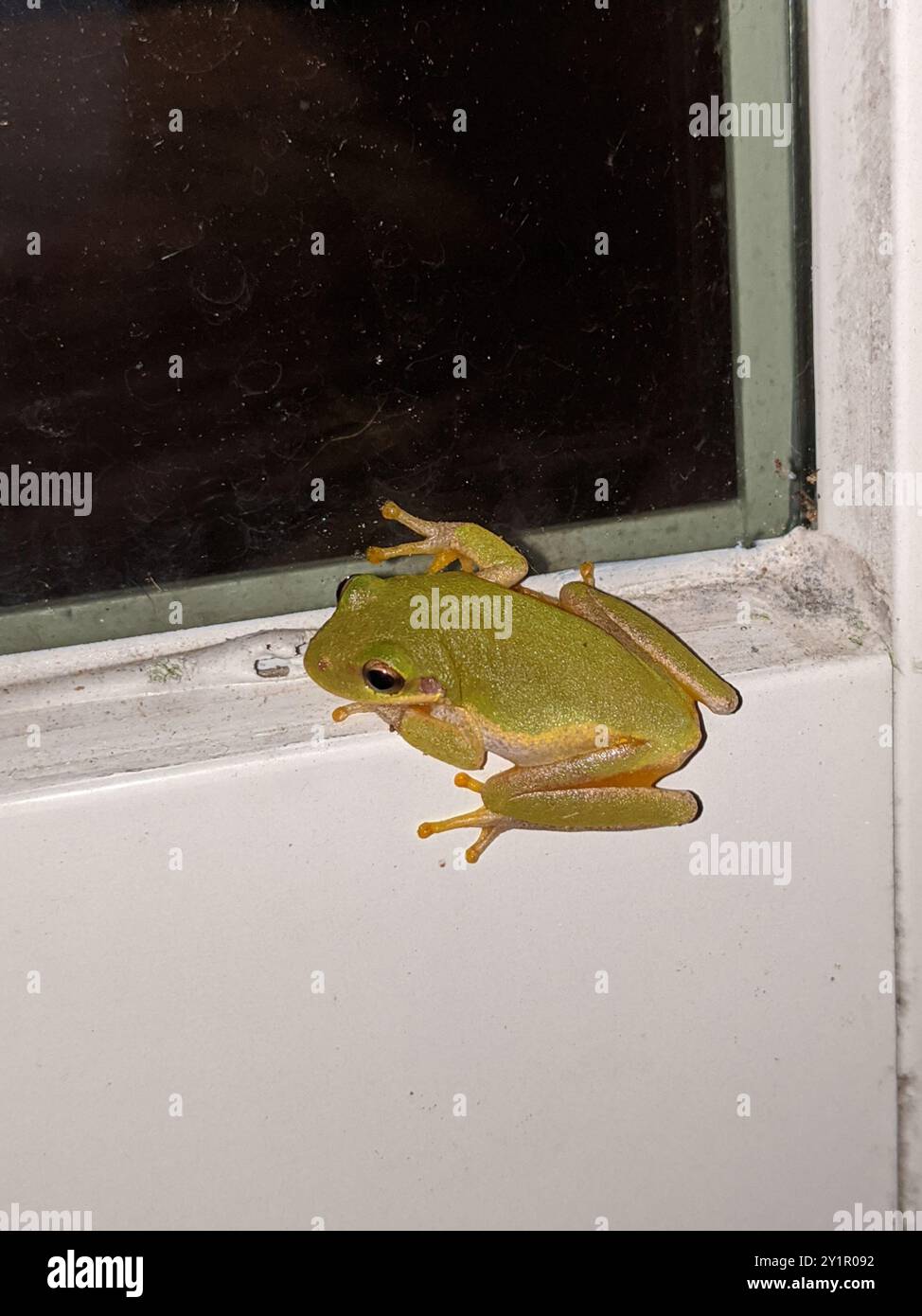 Holarctic Treefrogs (Hyla) Amphibia Stock Photo - Alamy