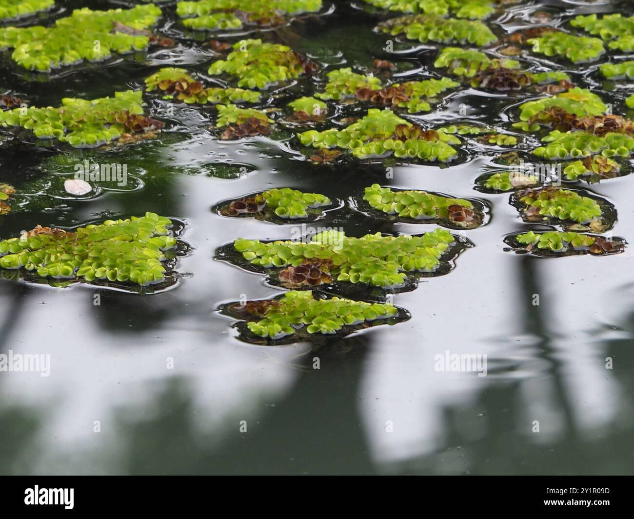 Asian watermoss hi-res stock photography and images - Alamy