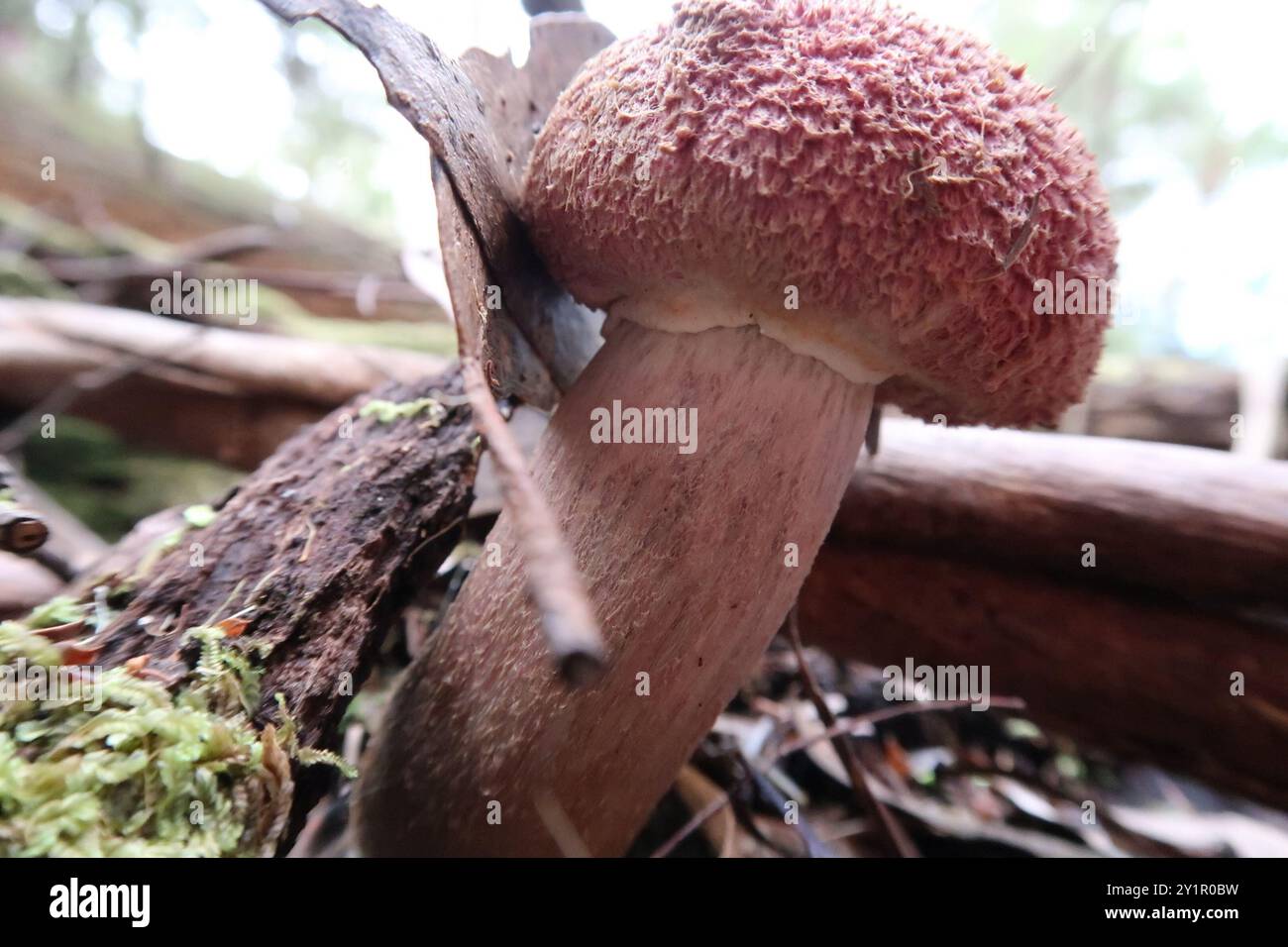 Boletellus emodensis hi-res stock photography and images - Alamy