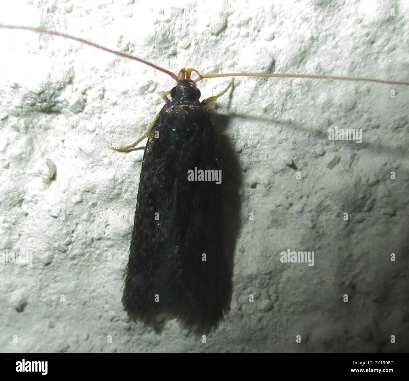 Horned moths hi-res stock photography and images - Alamy