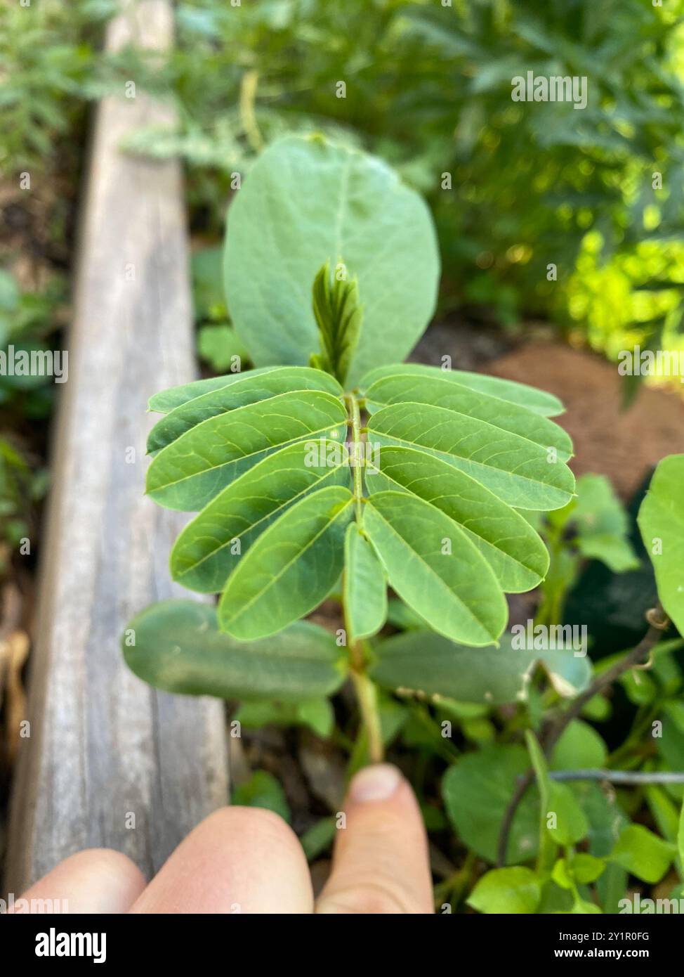 plants (Plantae) Plantae Stock Photo - Alamy