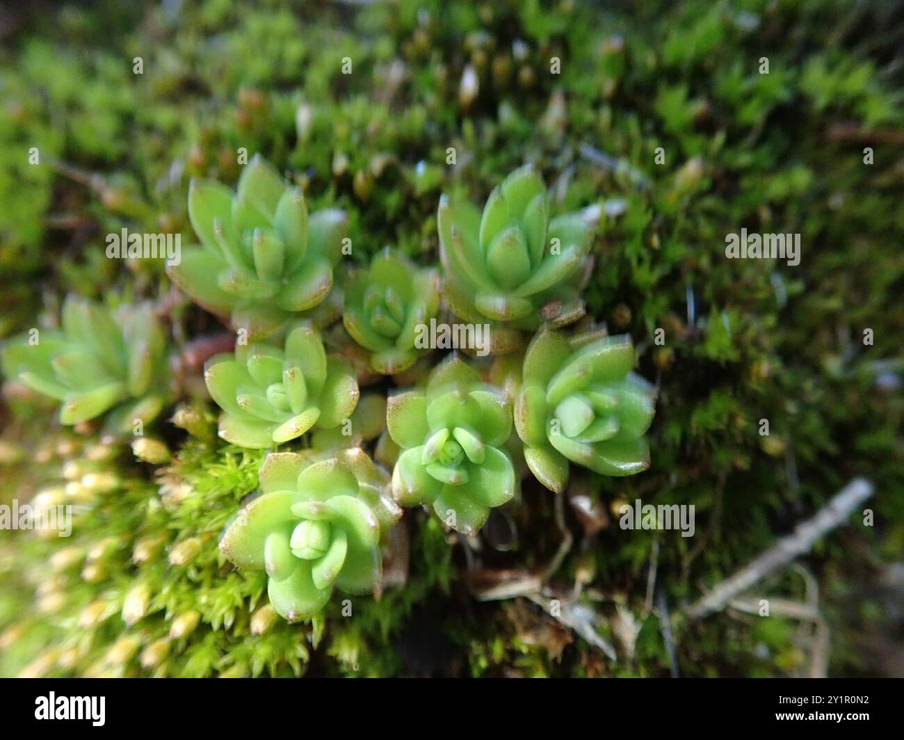 Stringy Stonecrop (Sedum sarmentosum) Plantae Stock Photo - Alamy