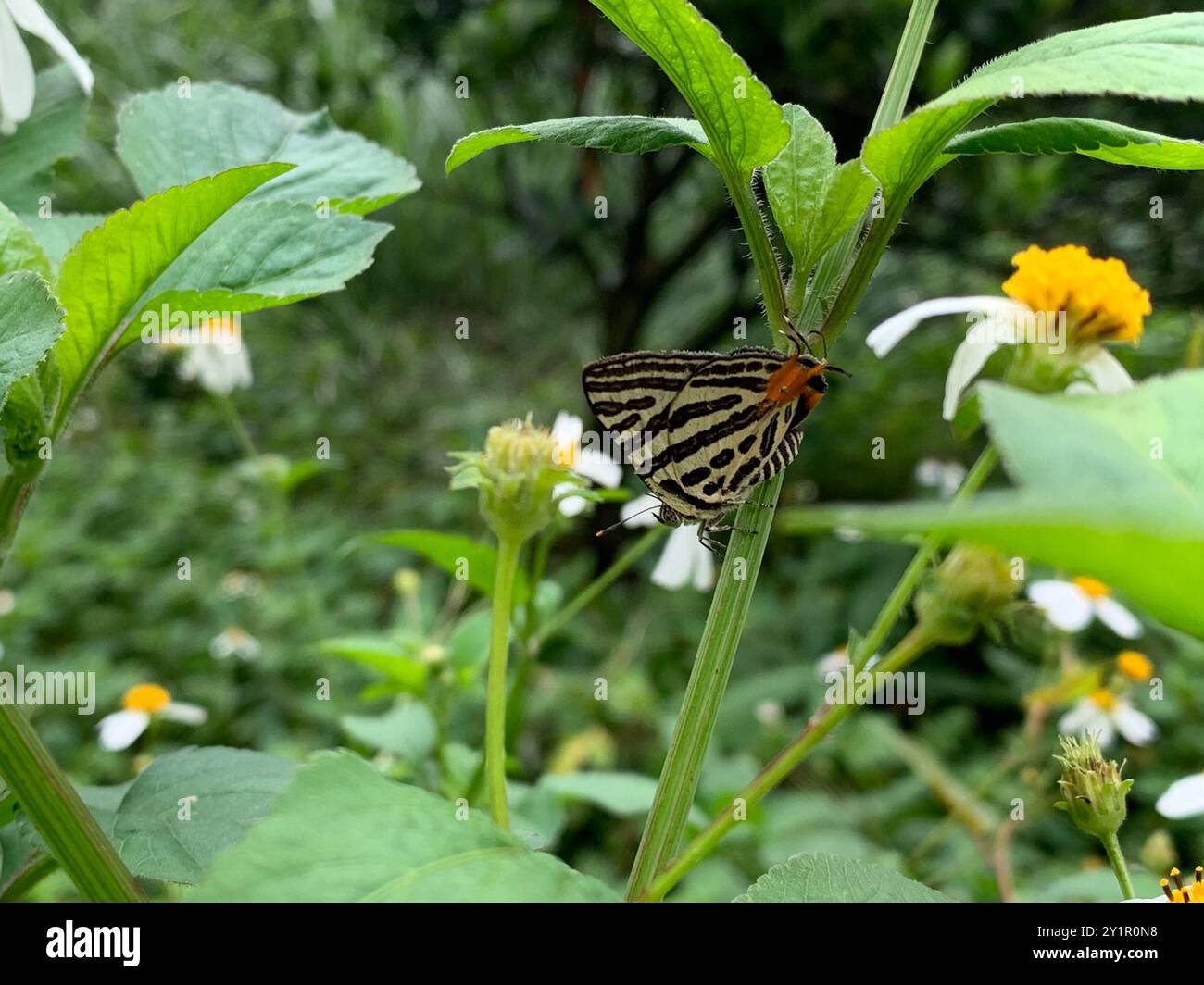 Club Silverline (Cigaritis syama) Insecta Stock Photo - Alamy
