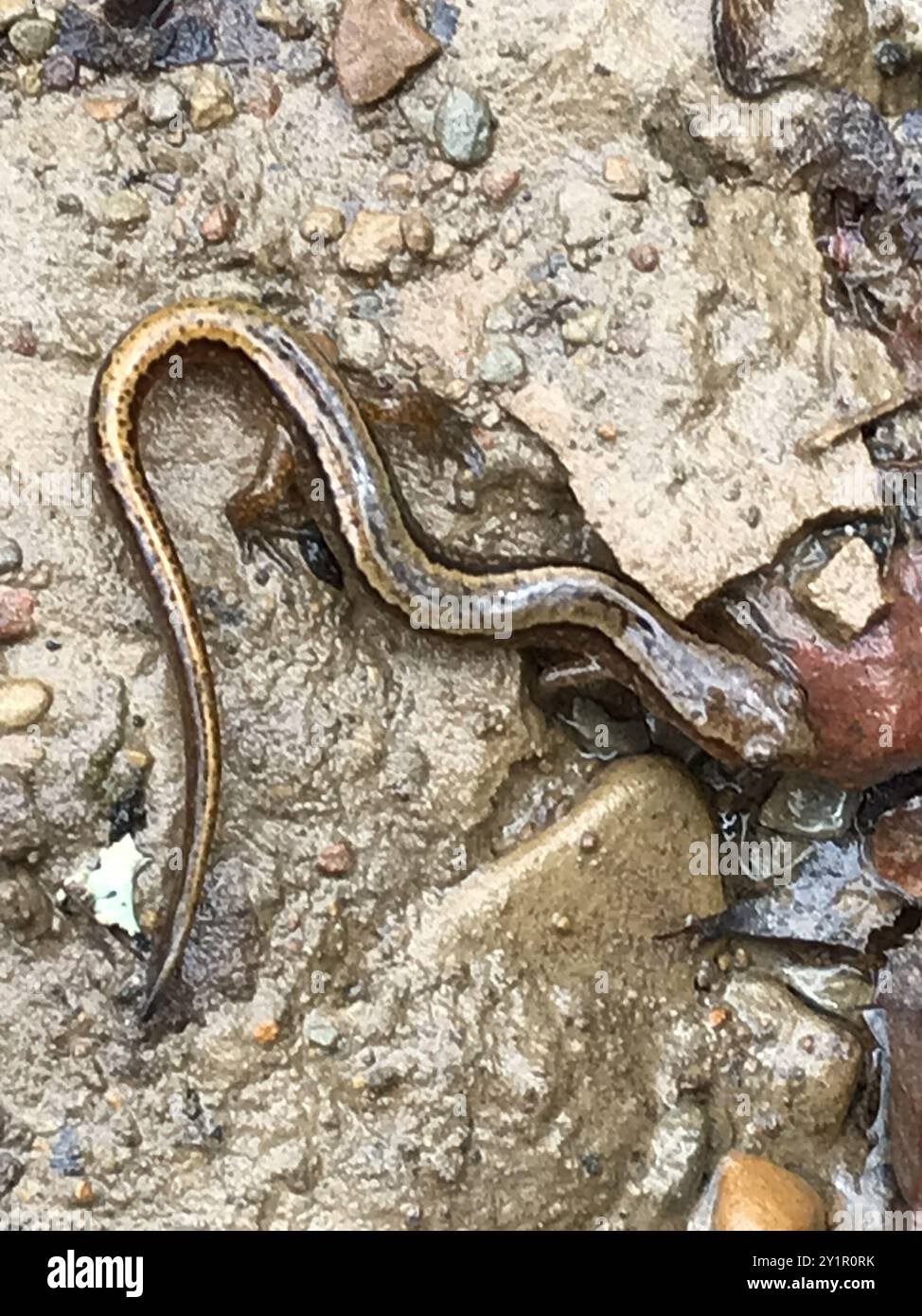 Southern Two-lined Salamander (Eurycea cirrigera) Amphibia Stock Photo ...