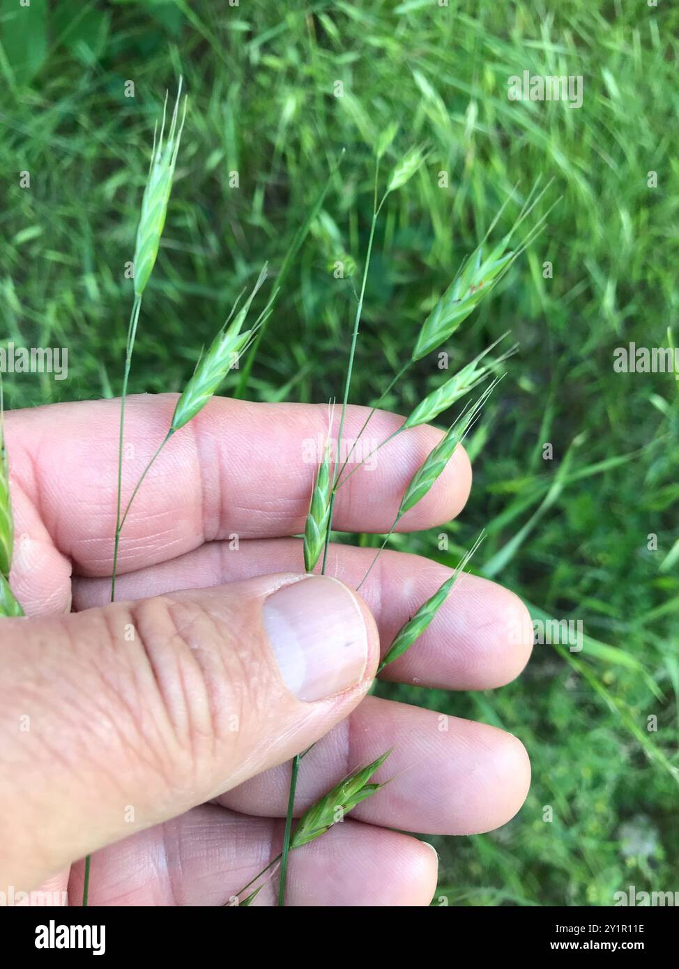 Japanese brome (Bromus japonicus) Plantae Stock Photo - Alamy