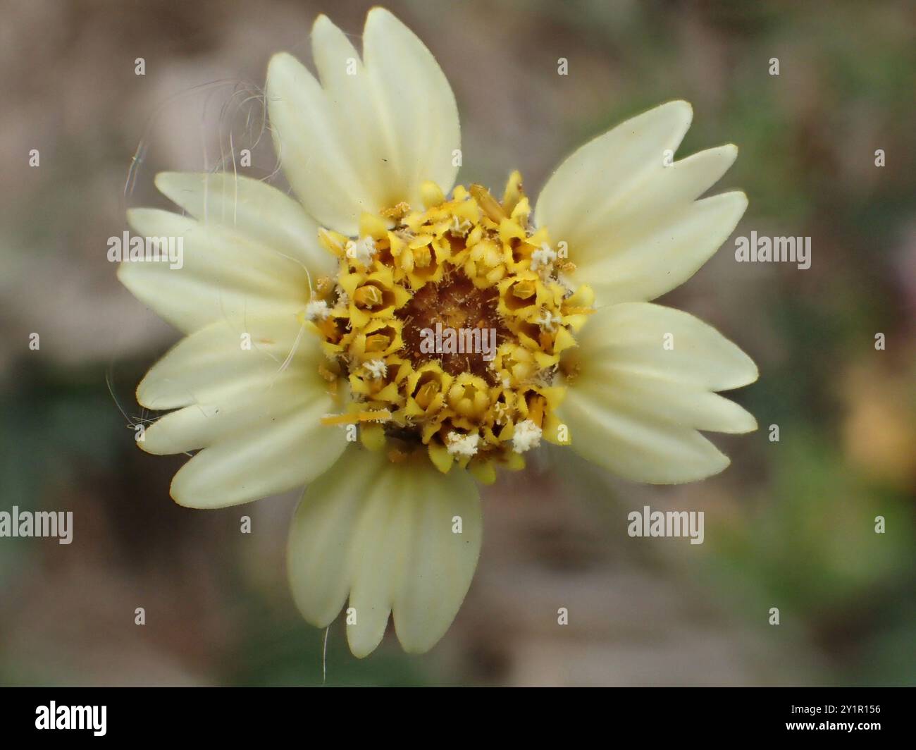 Tridax daisy (Tridax procumbens) Plantae Stock Photo - Alamy