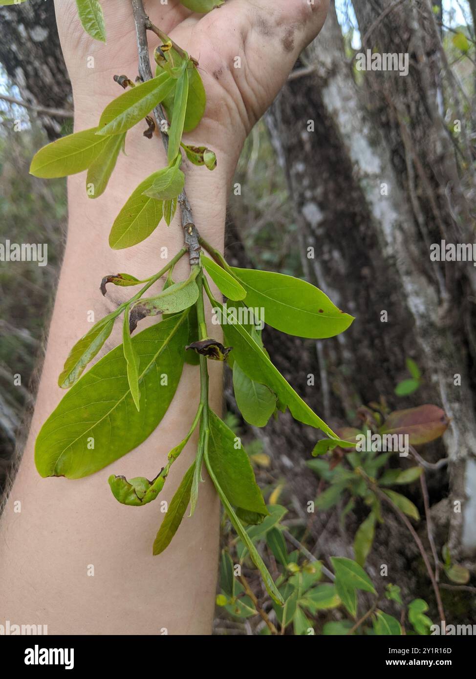 Swamp tupelo (Nyssa biflora) Plantae Stock Photo - Alamy