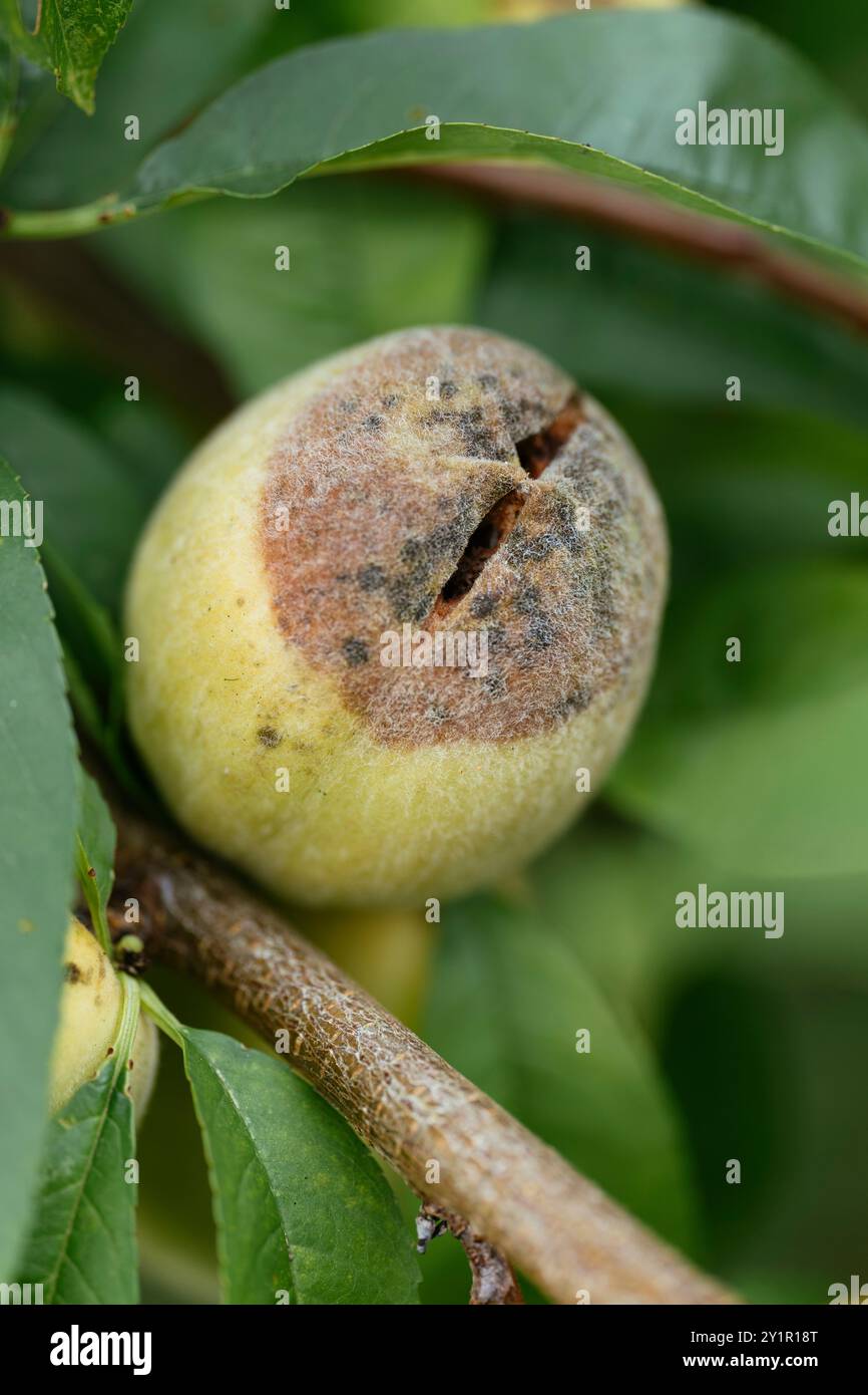 Peach fruit on tree splitting open and rotting Stock Photo - Alamy