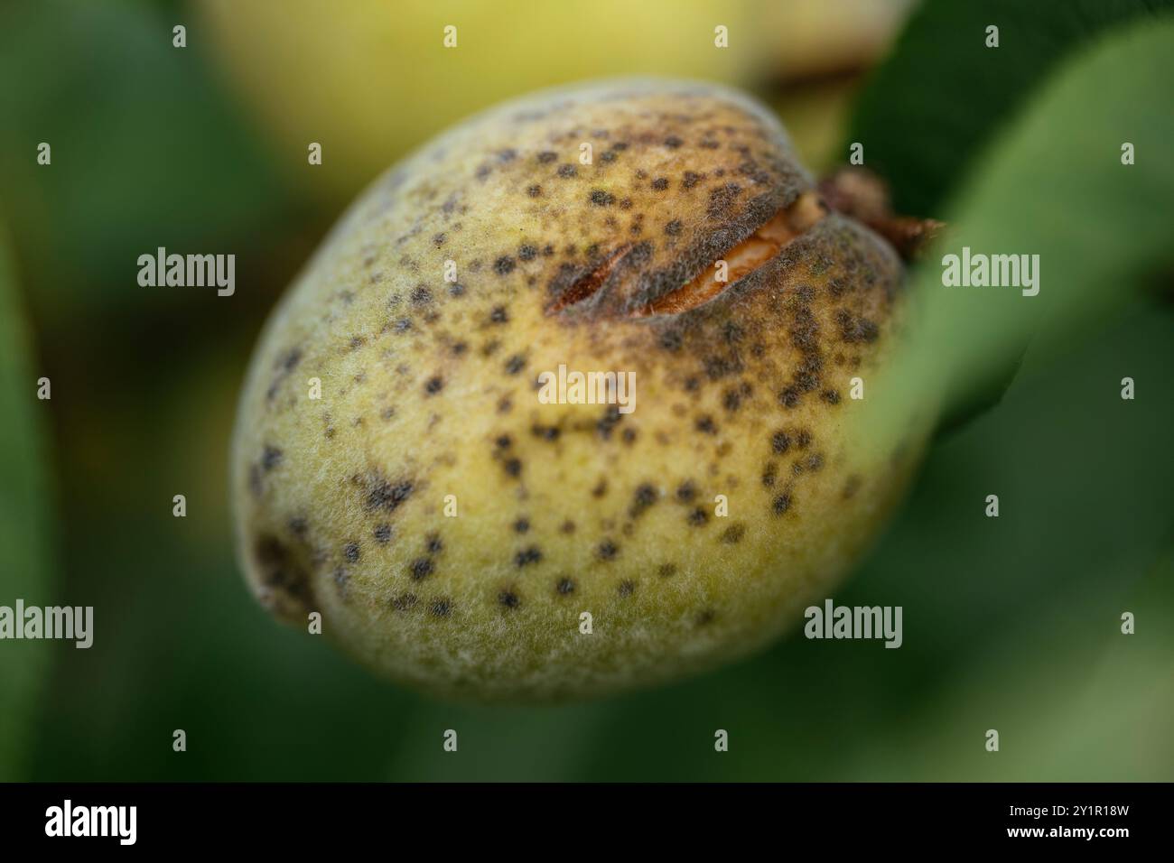 Peach fruit on tree splitting open and rotting Stock Photo - Alamy
