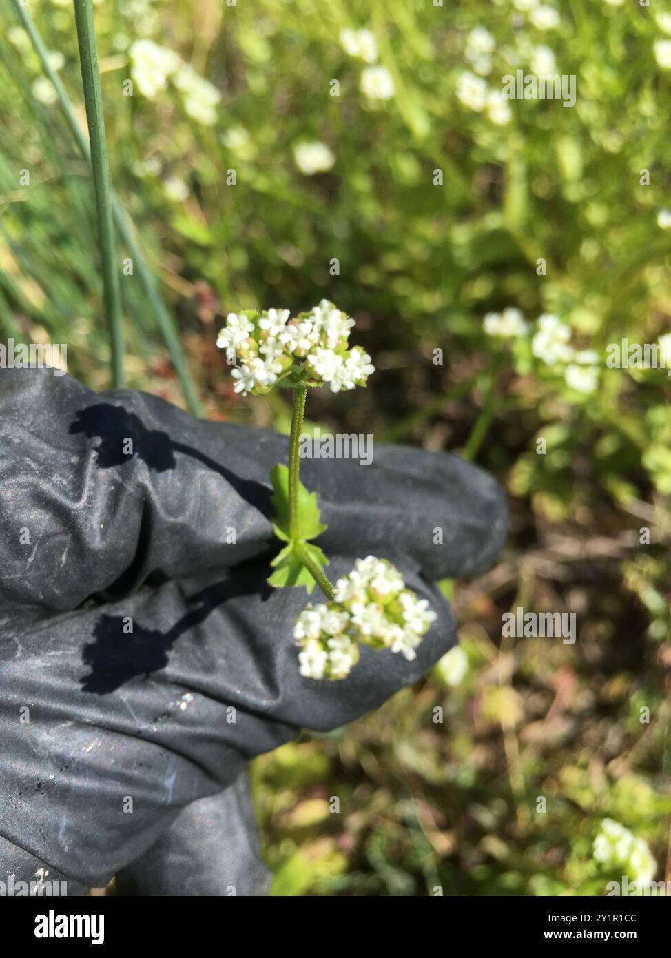 beaked cornsalad (Valerianella radiata) Plantae Stock Photo - Alamy