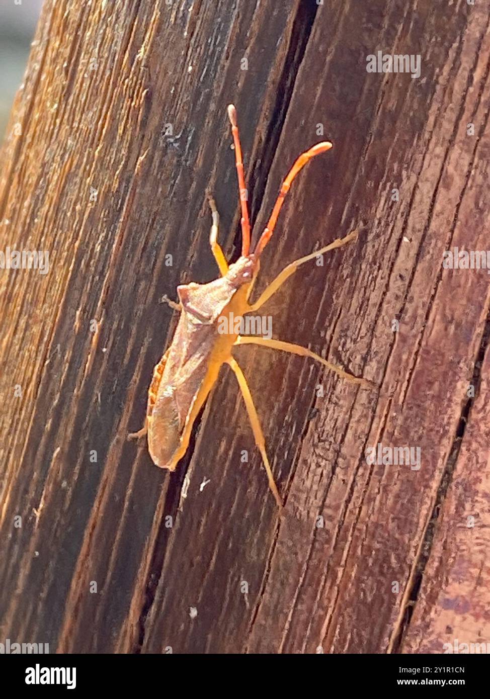 Box Bug (Gonocerus acuteangulatus) Insecta Stock Photo - Alamy