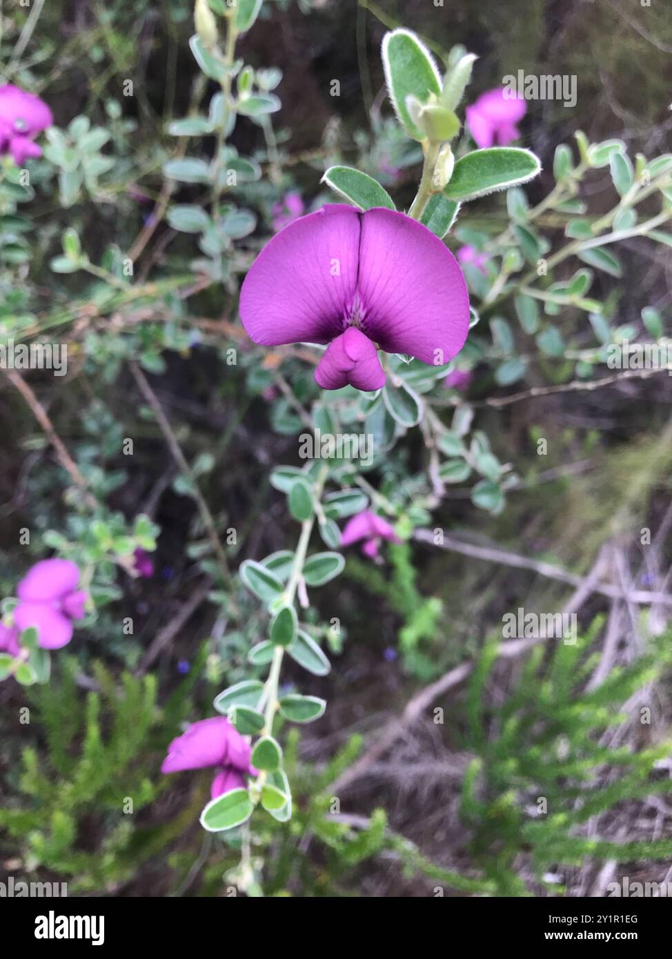 Box Capesweetpea (Podalyria buxifolia) Plantae Stock Photo - Alamy