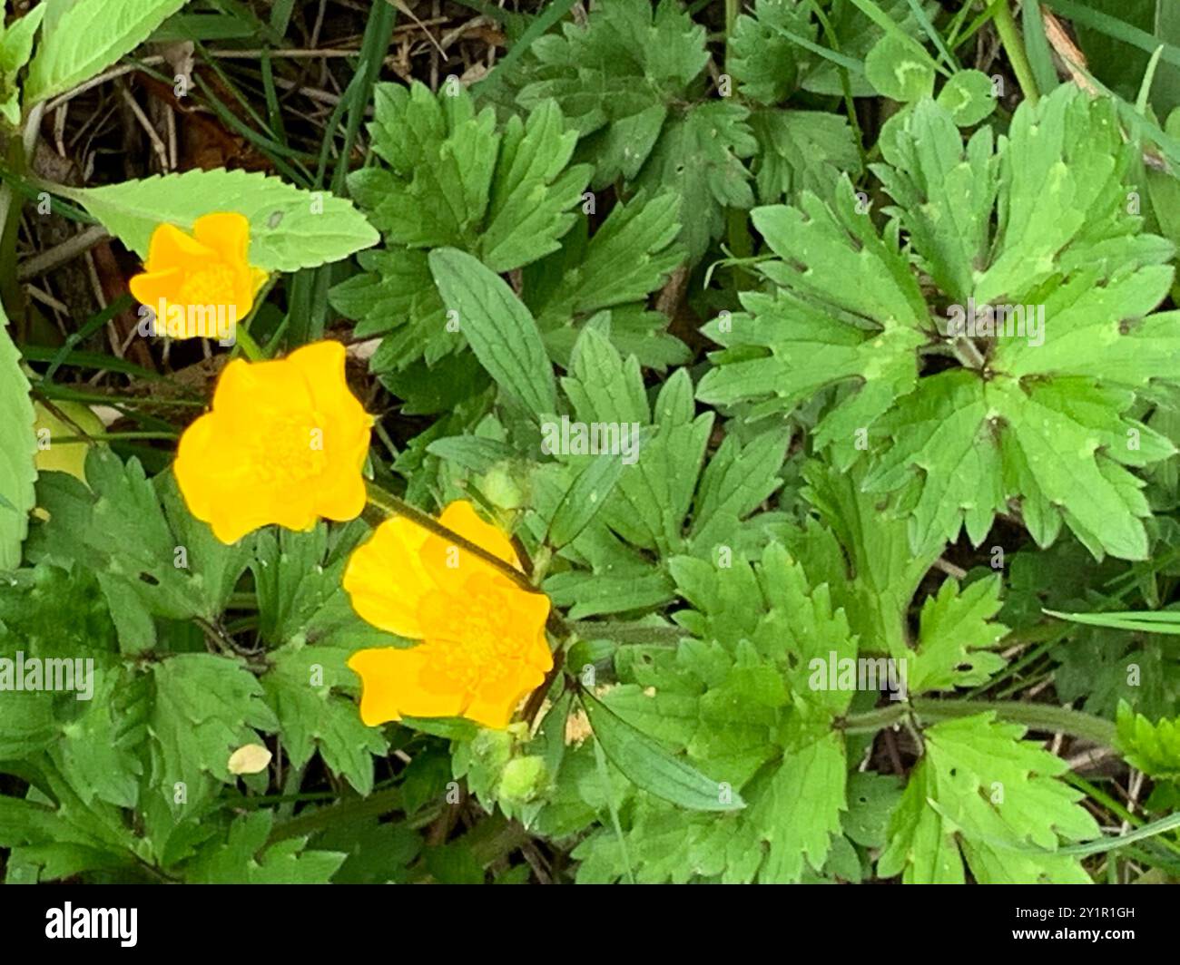 Creeping buttercup (Ranunculus repens) Plantae Stock Photo - Alamy