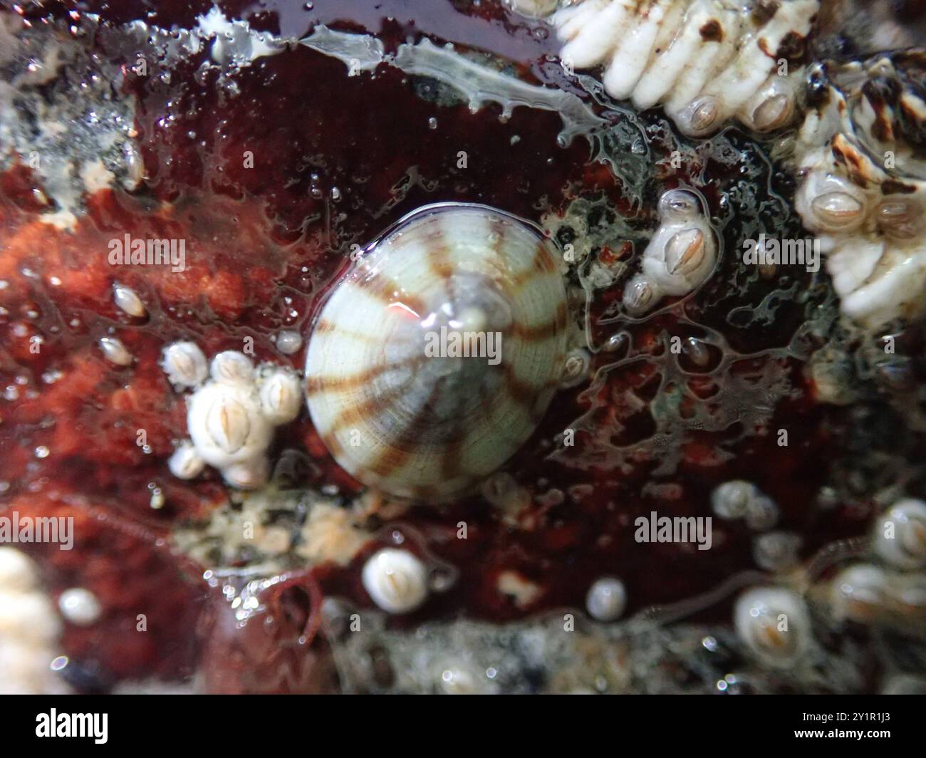 Tortoiseshell Limpet (Testudinalia testudinalis) Mollusca Stock Photo ...