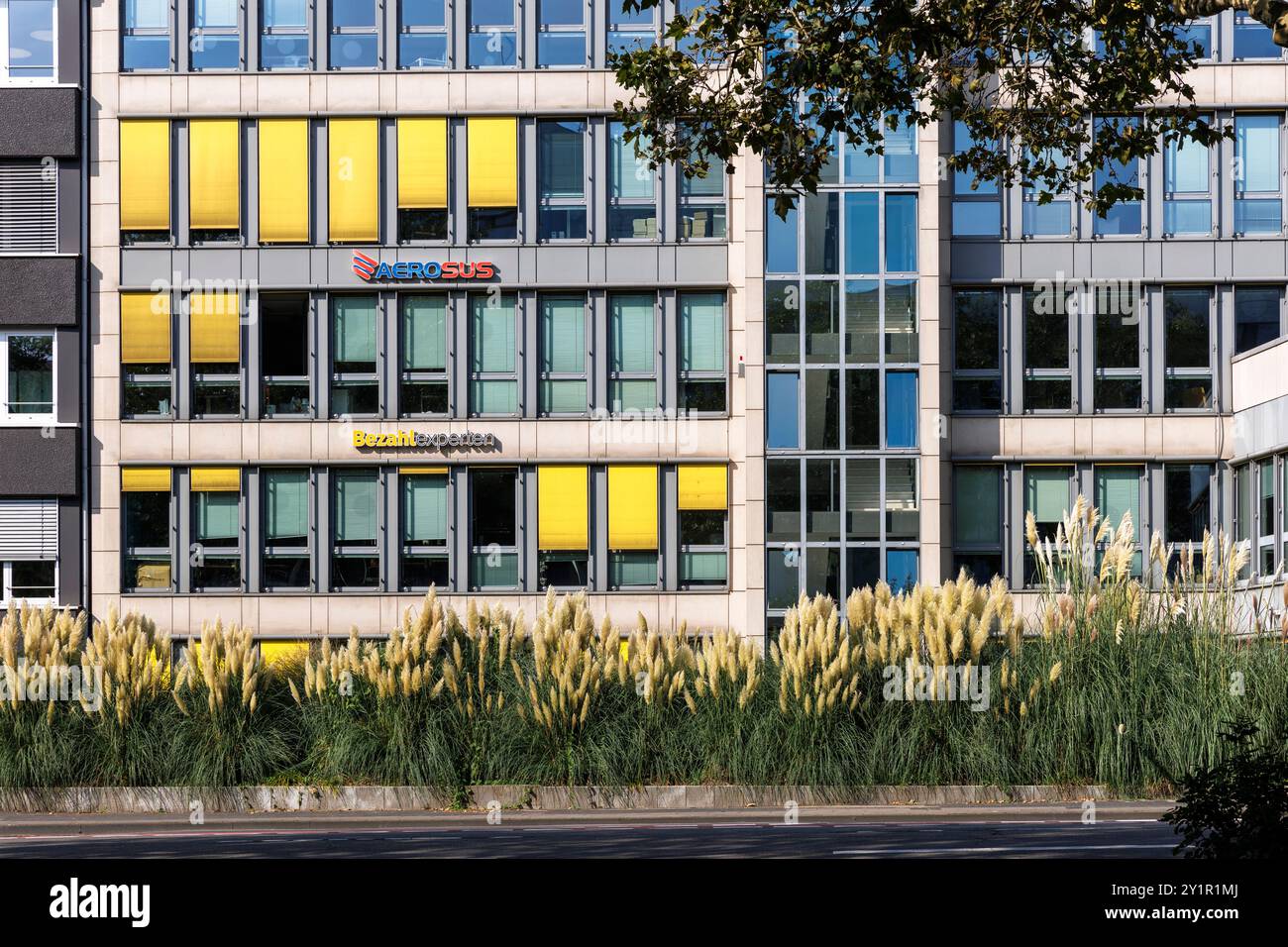 pampas grass growing in front of an office building on the street Nord ...