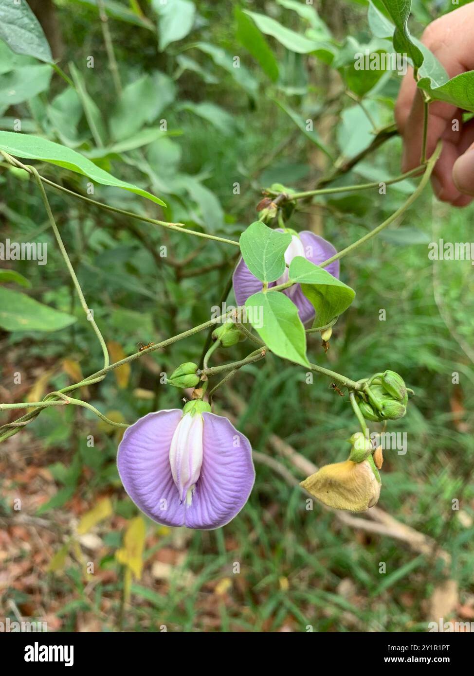 Sentro (Centrosema pubescens) Plantae Stock Photo - Alamy