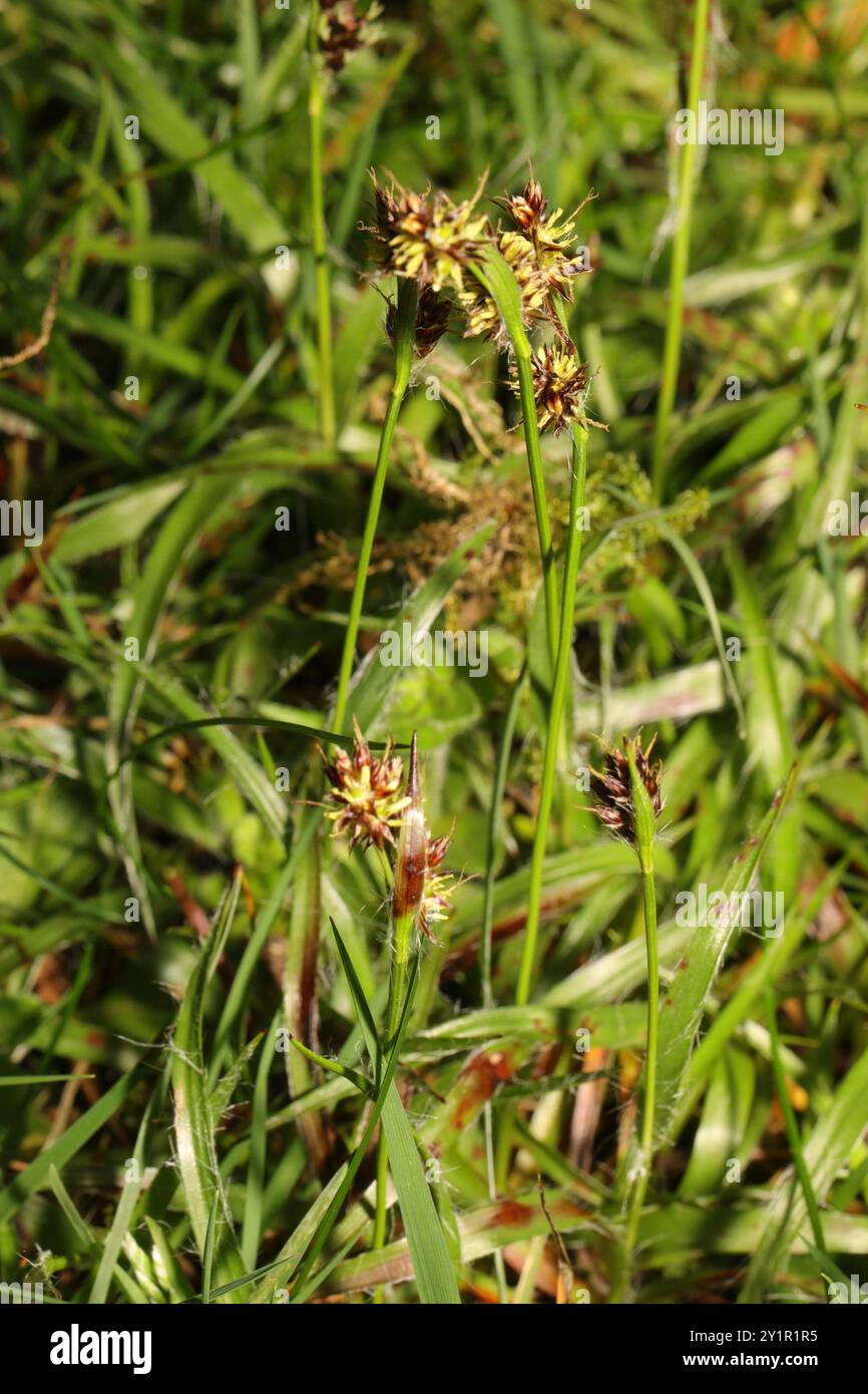 Field woodrush (Luzula campestris) Plantae Stock Photo - Alamy
