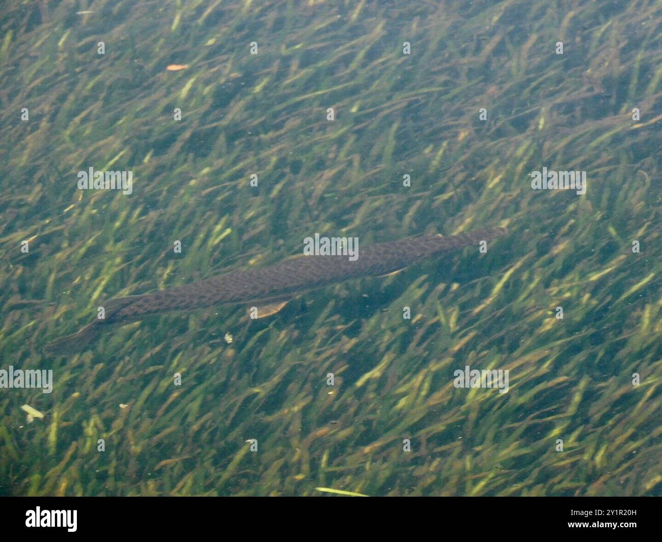 Florida Gar (Lepisosteus platyrhincus) Actinopterygii Stock Photo - Alamy
