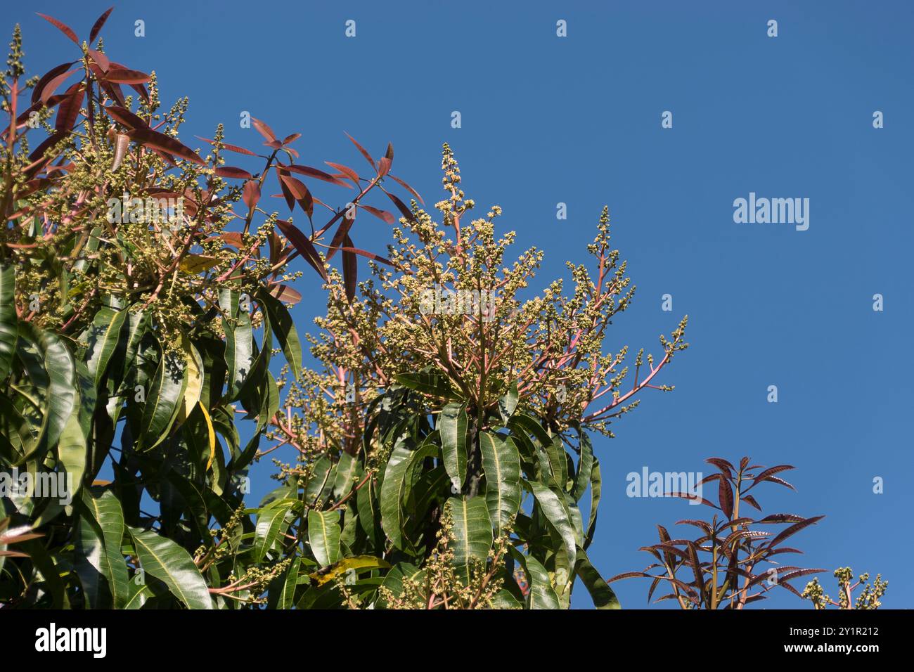 New blossom growing at top of mango tree, Mangifera Indica, in early ...