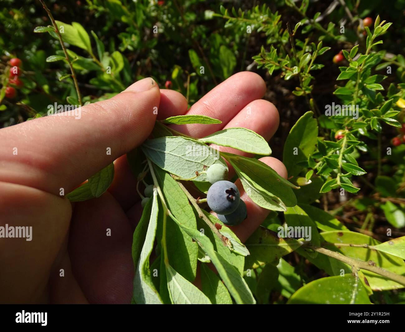 Dwarf Dangleberry (Gaylussacia nana) Plantae Stock Photo - Alamy