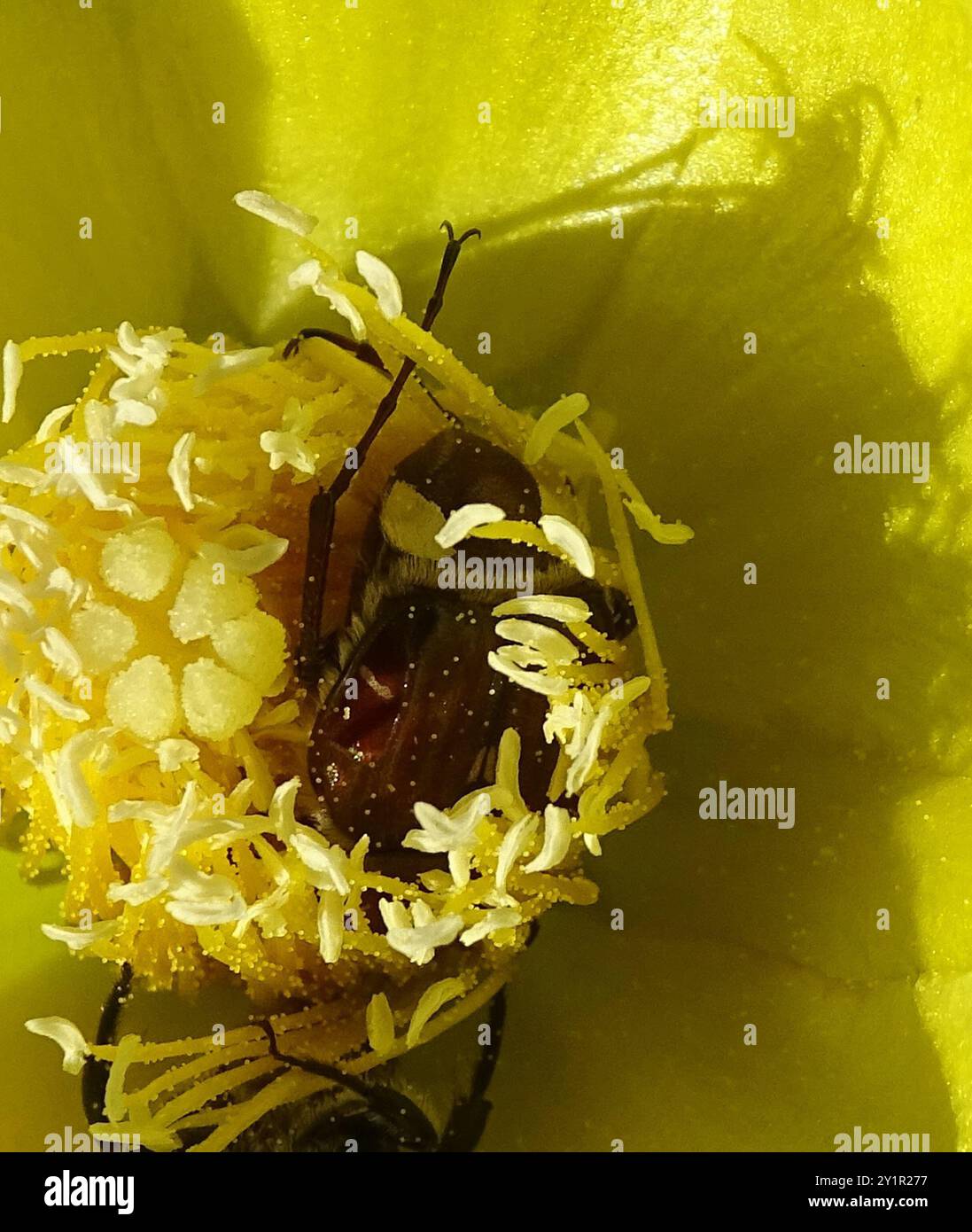 Bee-like Flower Scarabs (Trichiotinus) Insecta Stock Photo - Alamy